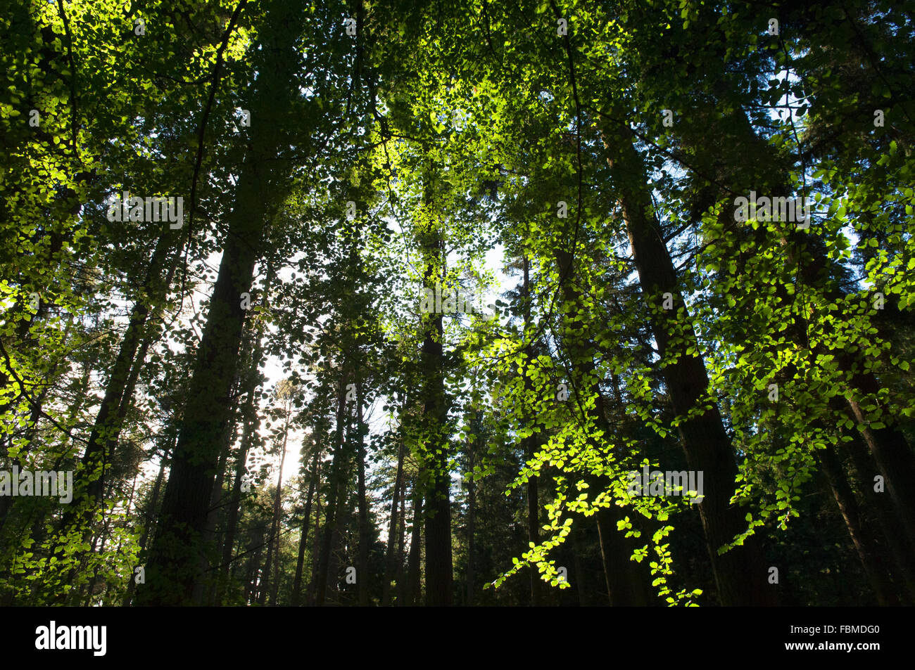 Tyrebagger Forest Walk - near Aberdeen, Scotland, UK Stock Photo - Alamy