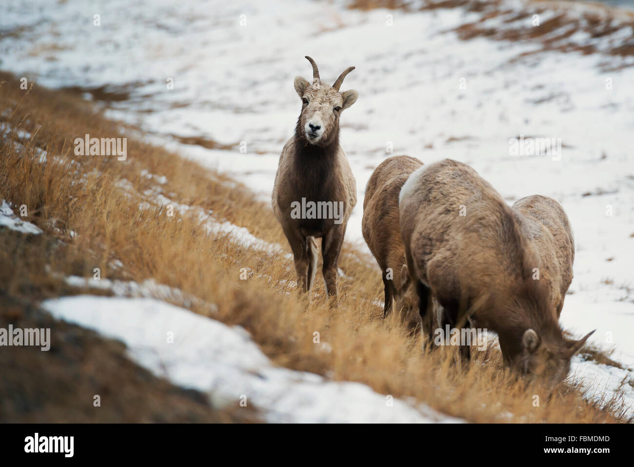 Canada portrait banff hi-res stock photography and images - Alamy