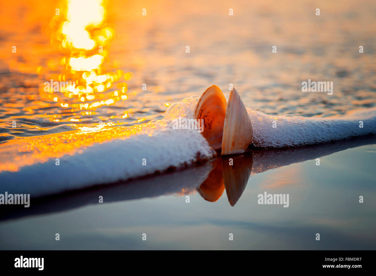 Seashell in focus hi-res stock photography and images - Alamy