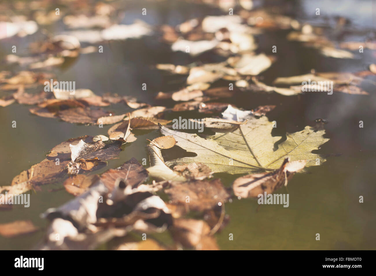 Floating on leaves hi-res stock photography and images - Alamy