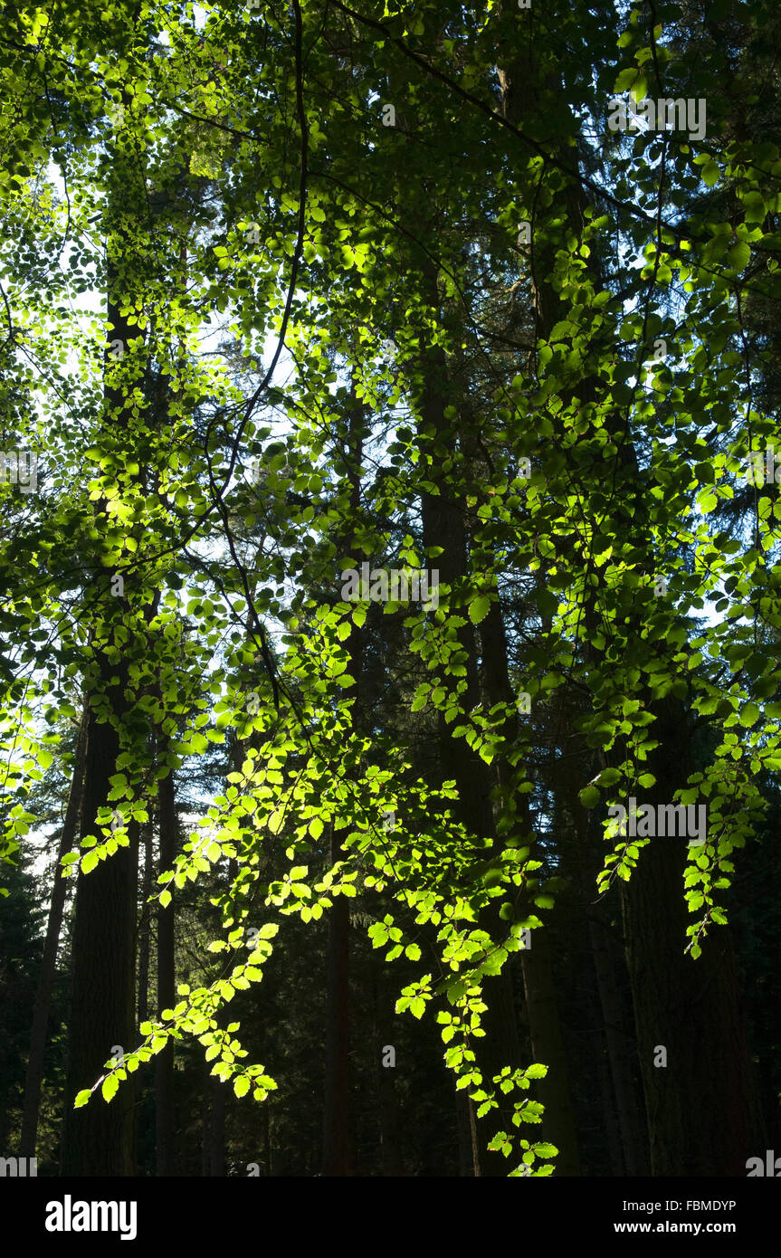 Backlit beech tree on the Tyrebagger Forest Walk - near Aberdeen ...