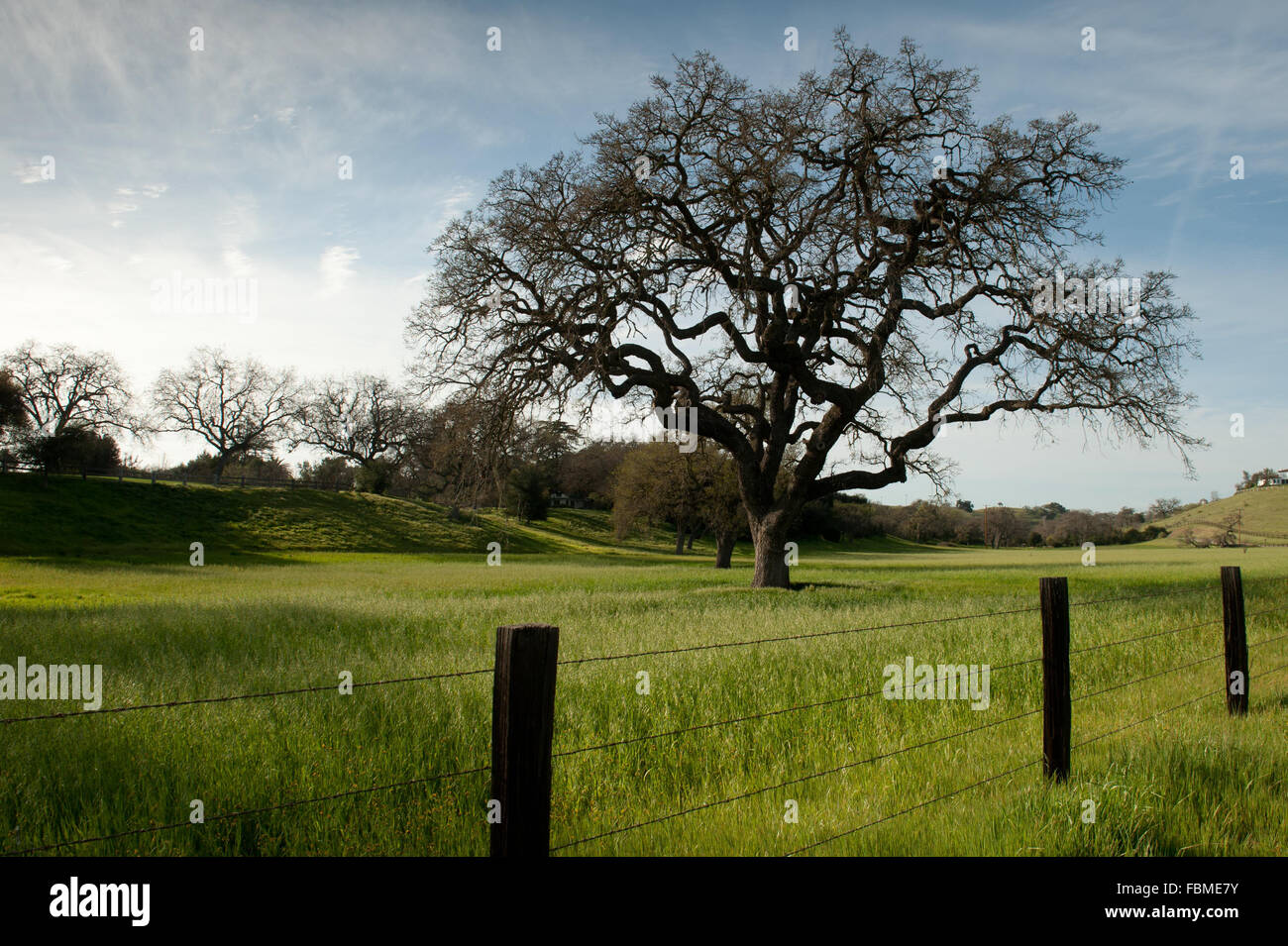 Valley oak tree hi-res stock photography and images - Alamy