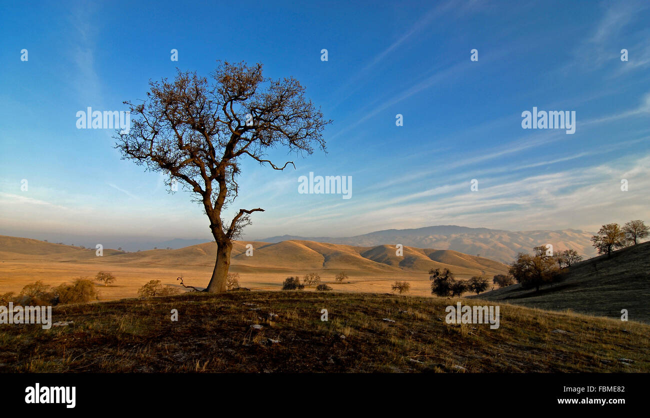 Oak tree in tehachapi mountains hi-res stock photography and images - Alamy