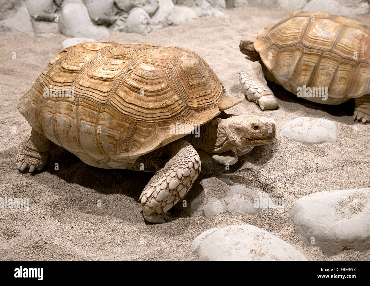 Big land tortoise crawling in the sand Stock Photo - Alamy