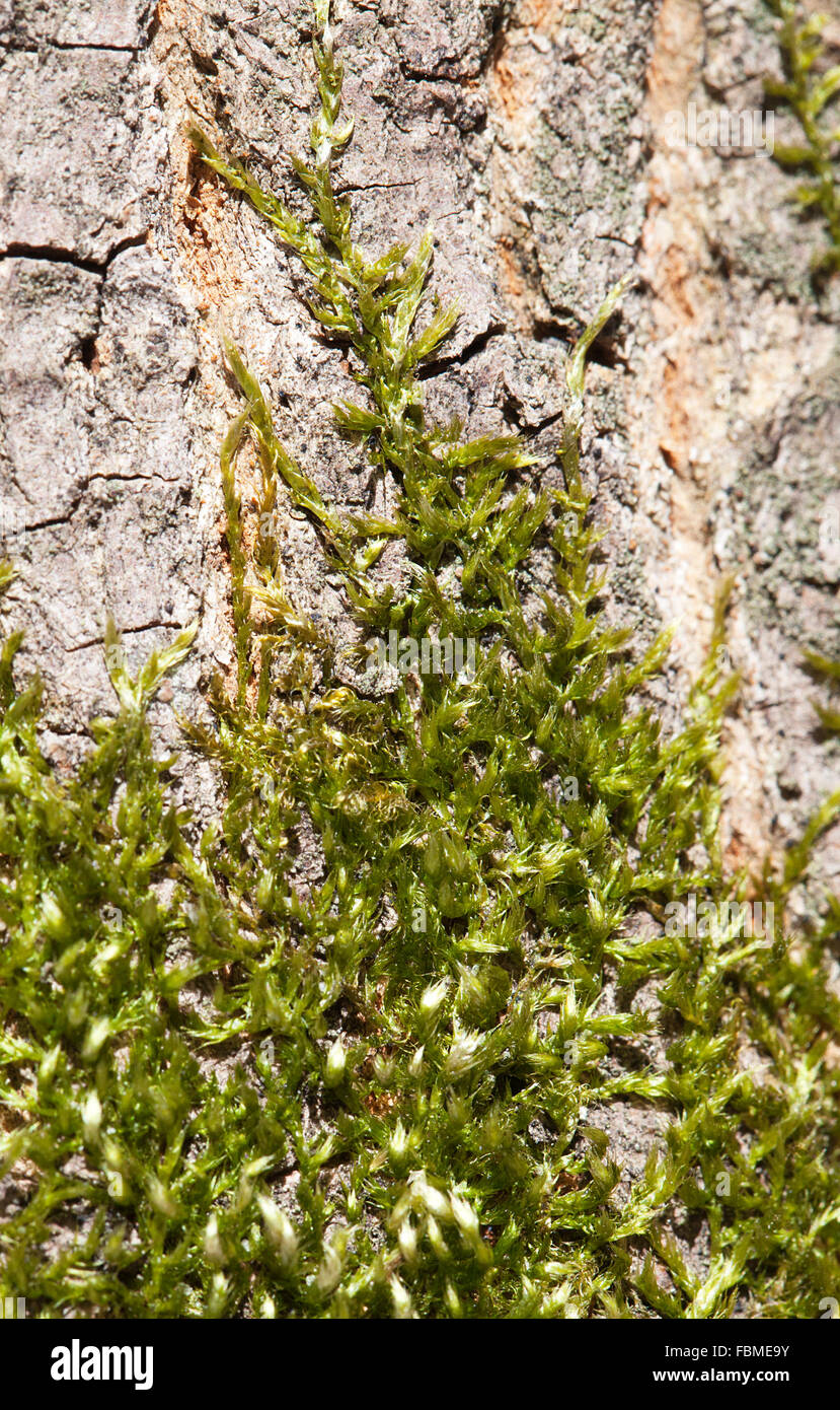 Moss covering tree bark in the sunlight Stock Photo - Alamy