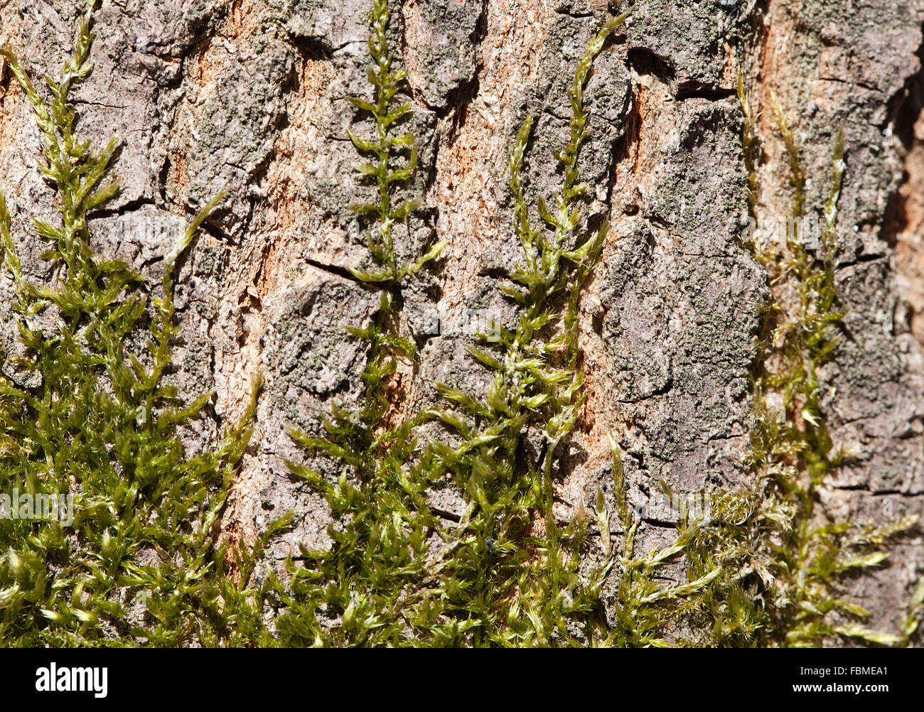Moss covering tree bark in the sunlight Stock Photo - Alamy