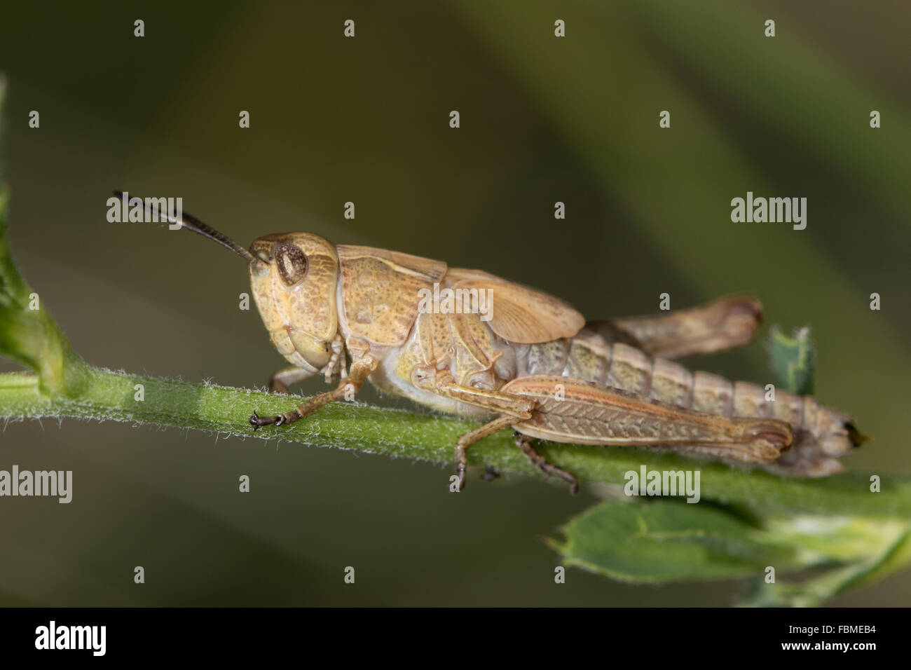 Chorthippus hi-res stock photography and images - Alamy