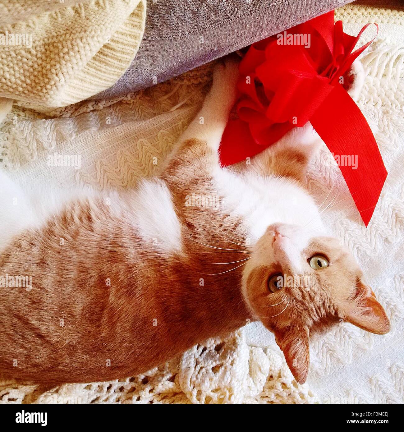 Cat playing with red ribbon hi-res stock photography and images - Alamy