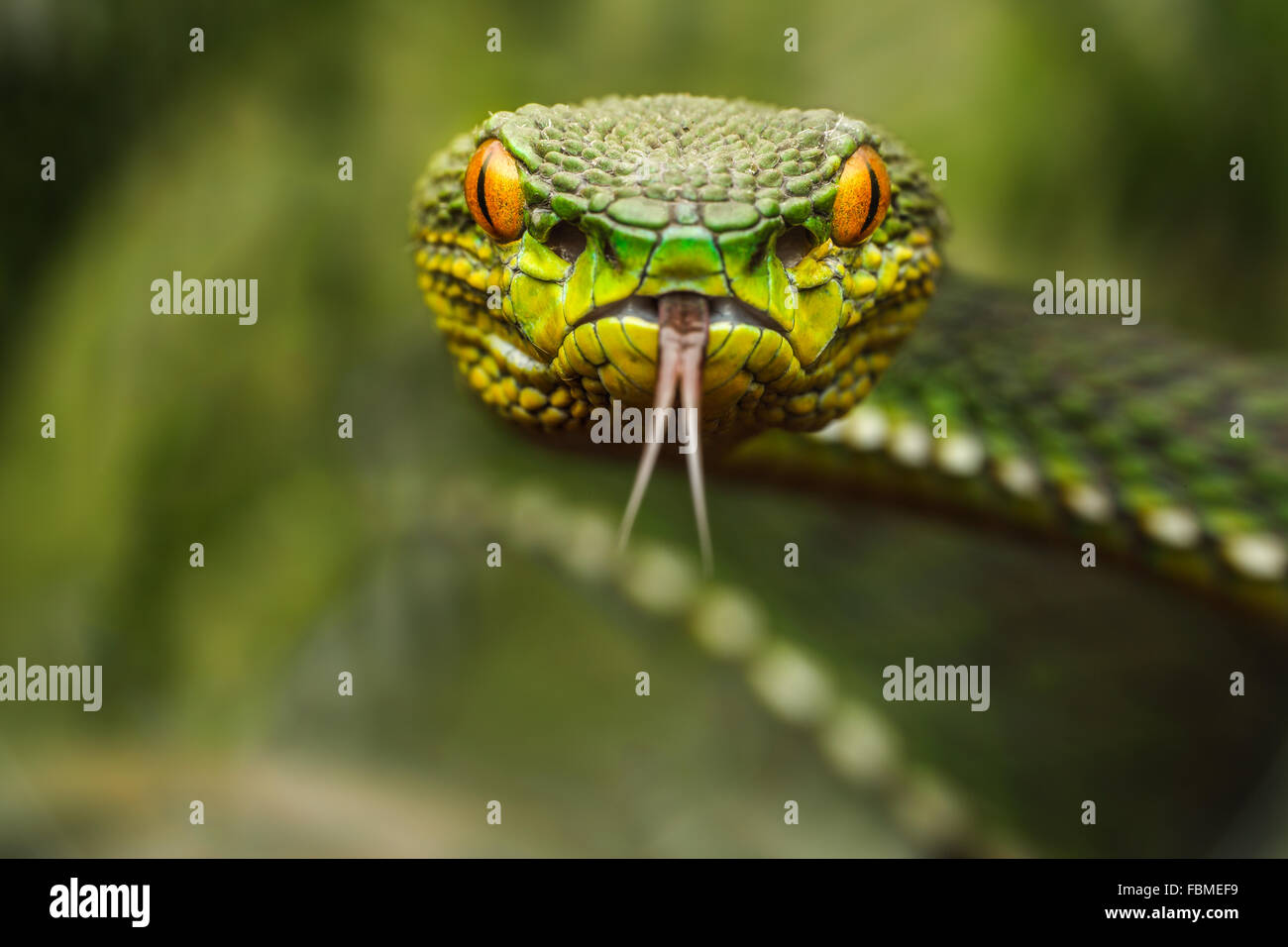 Portrait of a pit viper (Trimeresurus), Riau Islands, Indonesia Stock ...