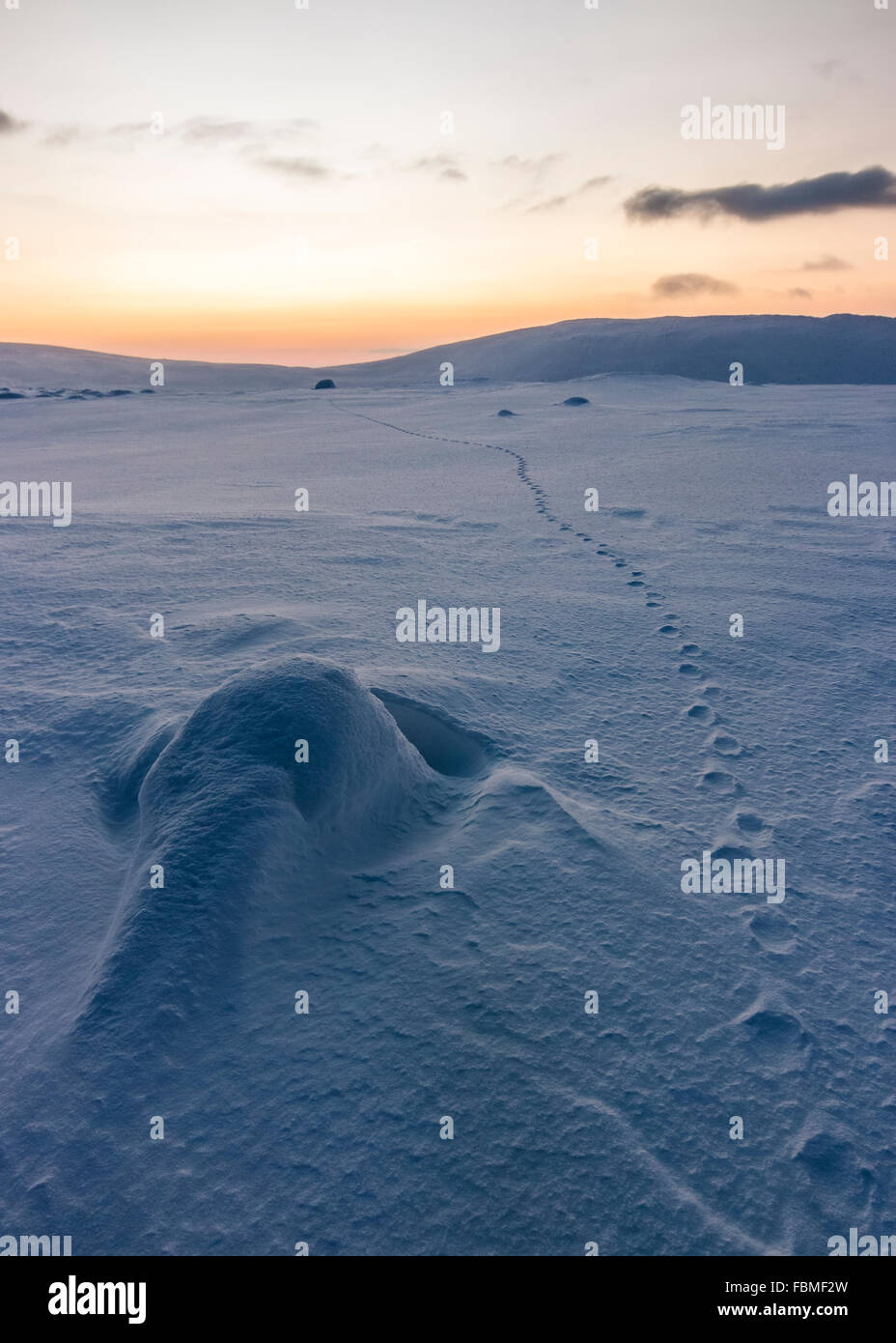 Fox tracks in snow hi-res stock photography and images - Alamy