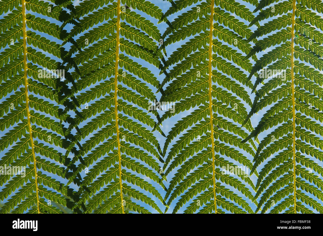 Delicate growth patterns hi-res stock photography and images - Alamy