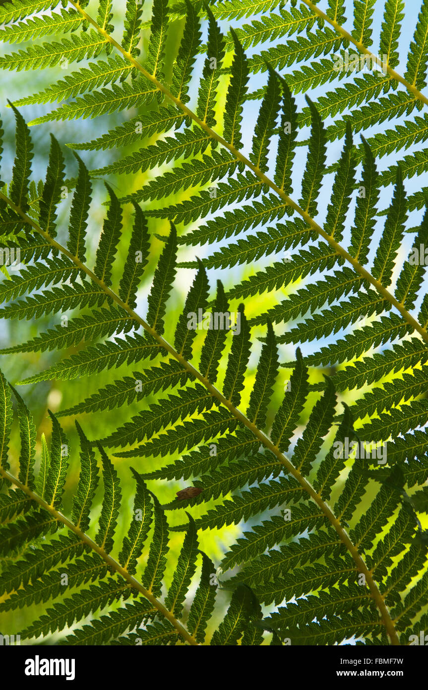 Fern patterns - Duthie Park Winter Gardens, Aberdeen, Scotland Stock ...