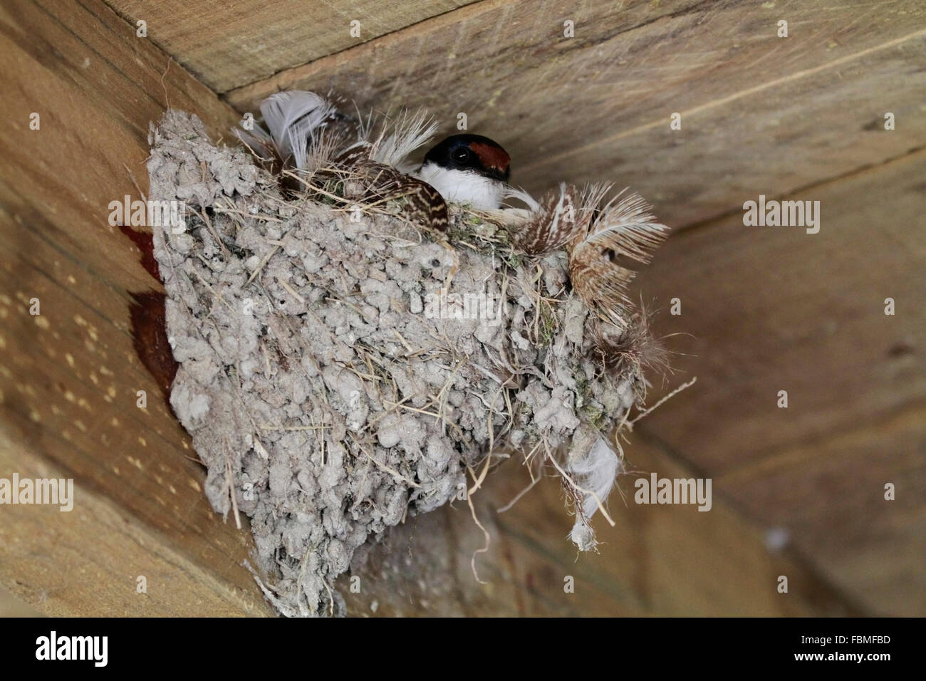 Mud bird nests hi-res stock photography and images - Alamy