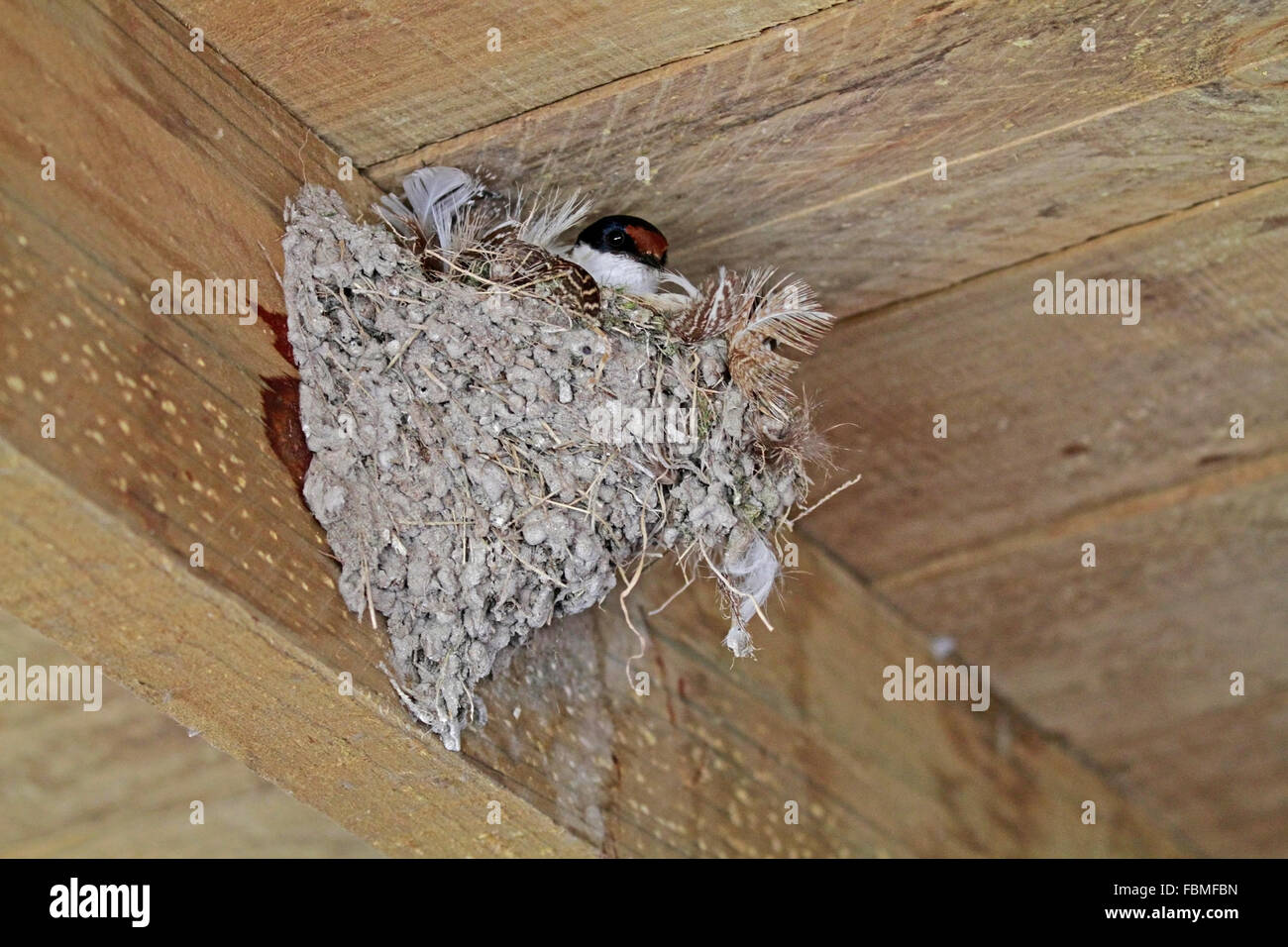 Hirundo albigularis ( White-throated Swallow) in it's bowl-shaped mud ...