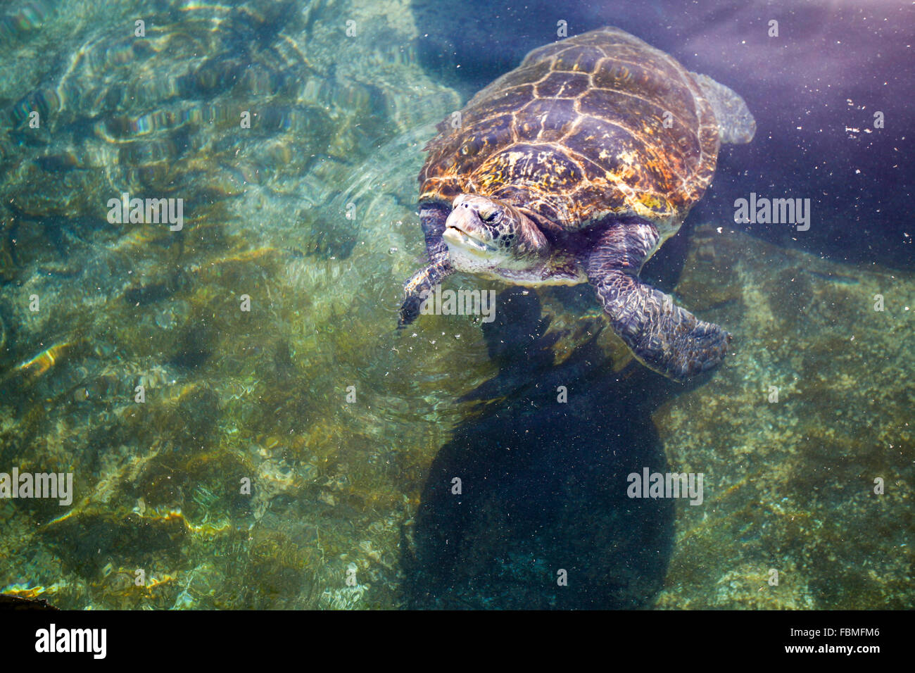 Green sea turtle eating hi-res stock photography and images - Alamy