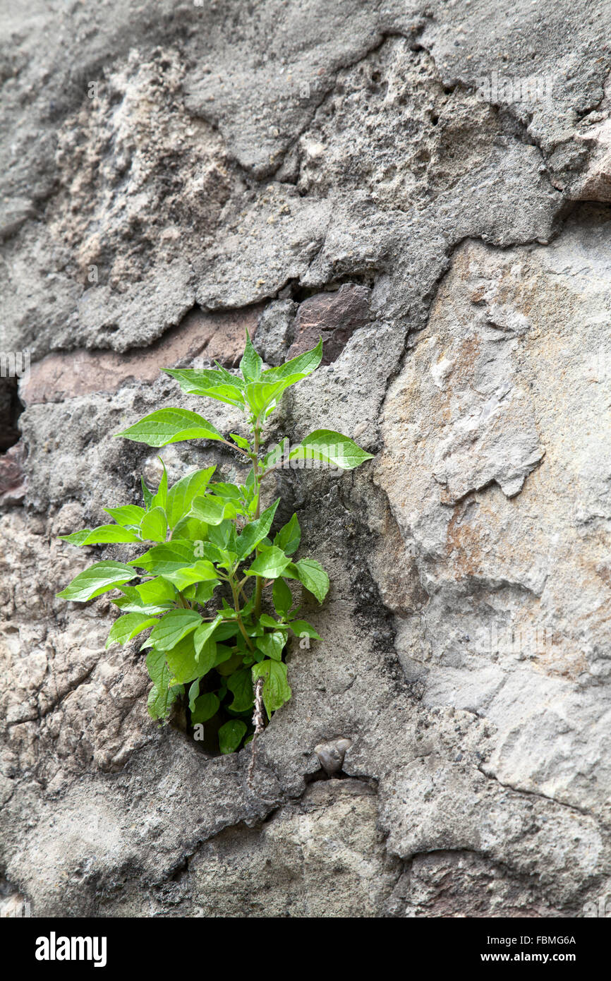 Young plant growing on an old stone wall Stock Photo - Alamy