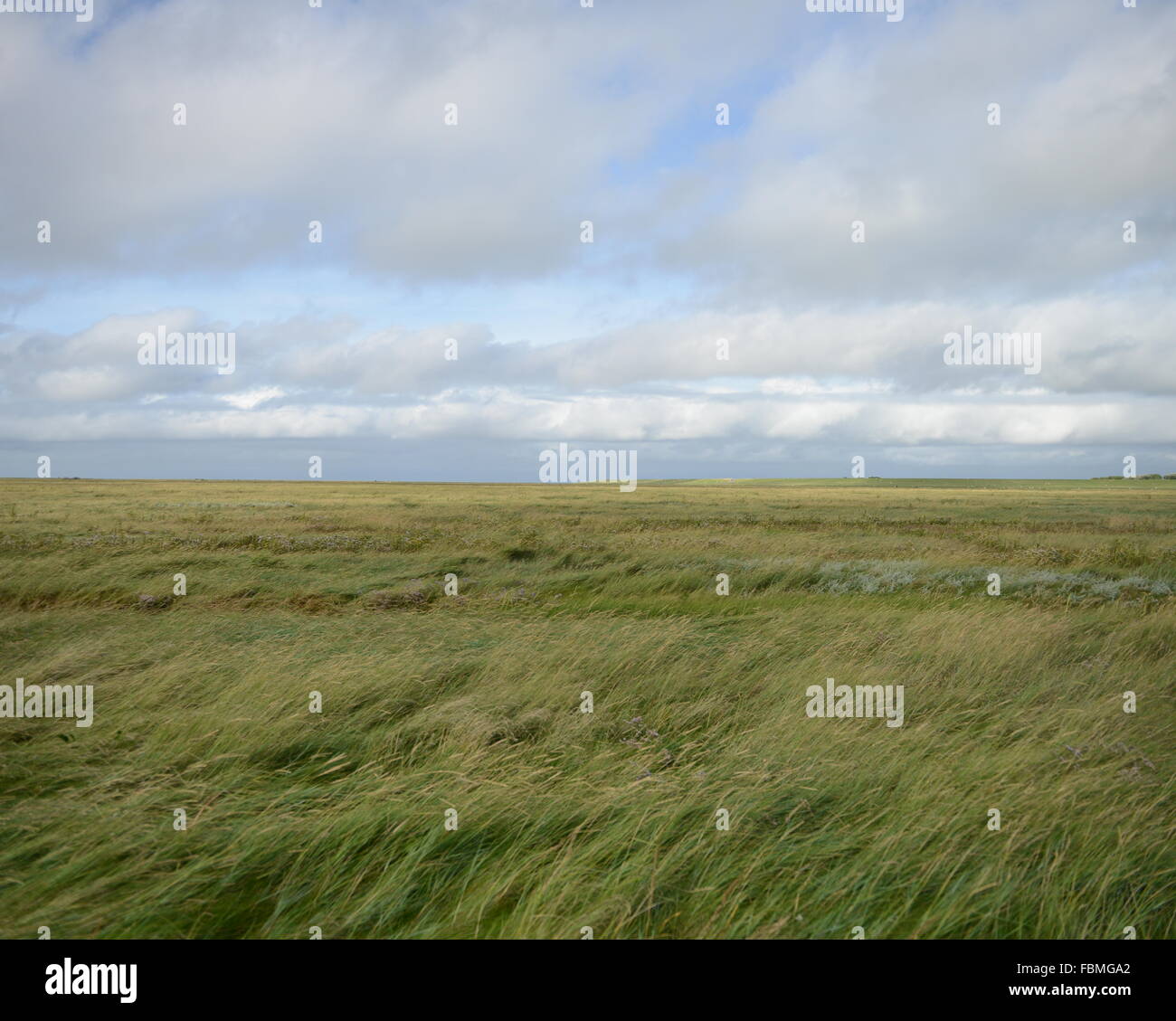 Green Windy Field Lansdcape Stock Photo - Alamy