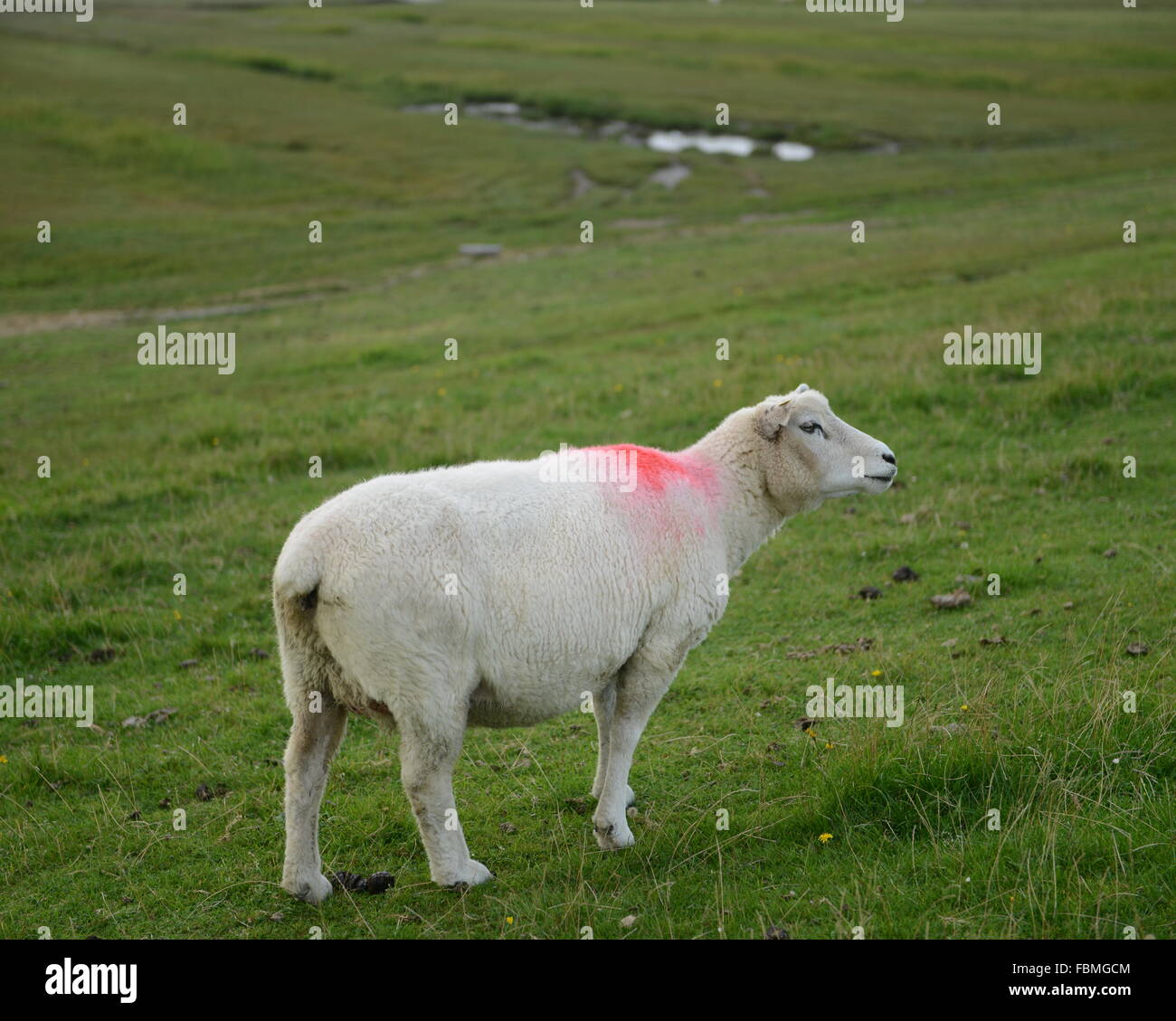 Animal on the grass hi-res stock photography and images - Alamy