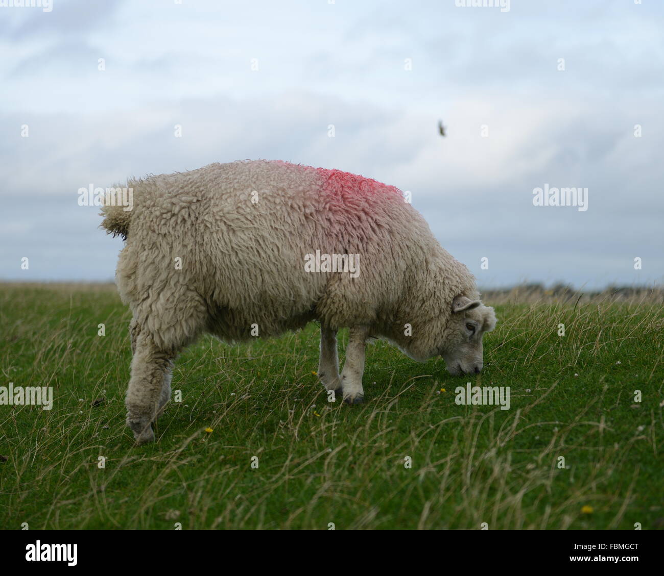 Animal on the grass hi-res stock photography and images - Alamy