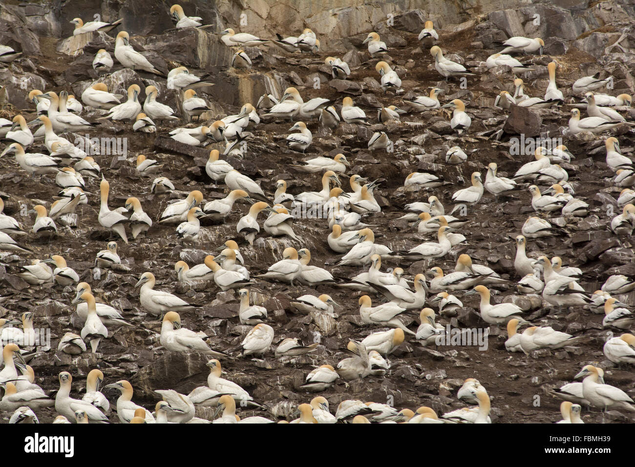 The gannet colony of bass rock hi-res stock photography and images - Alamy