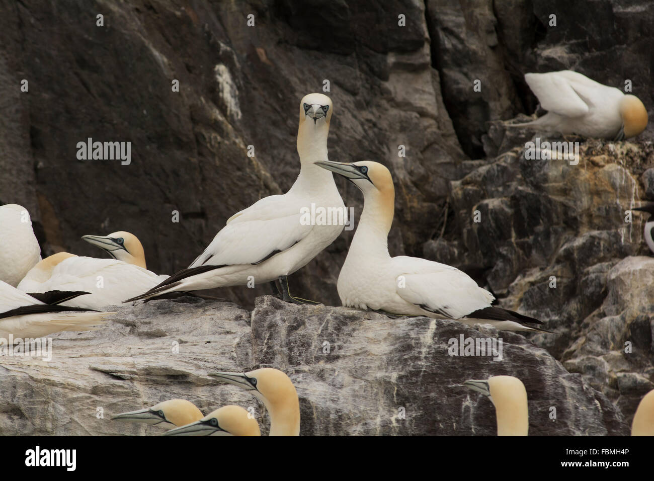 Gannets nesting on bass rock hi-res stock photography and images - Alamy