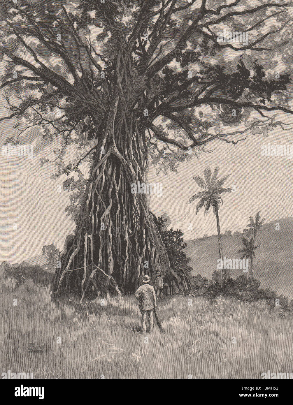 Backa Tree. FIJI, antique print 1888 Stock Photo - Alamy