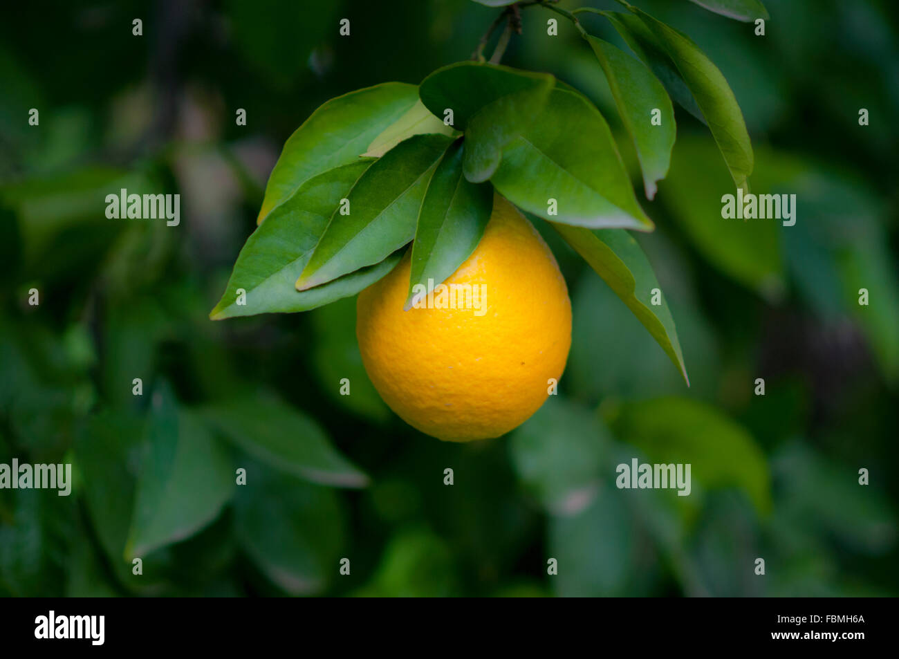 Ripe orange on a tree before picking Stock Photo - Alamy