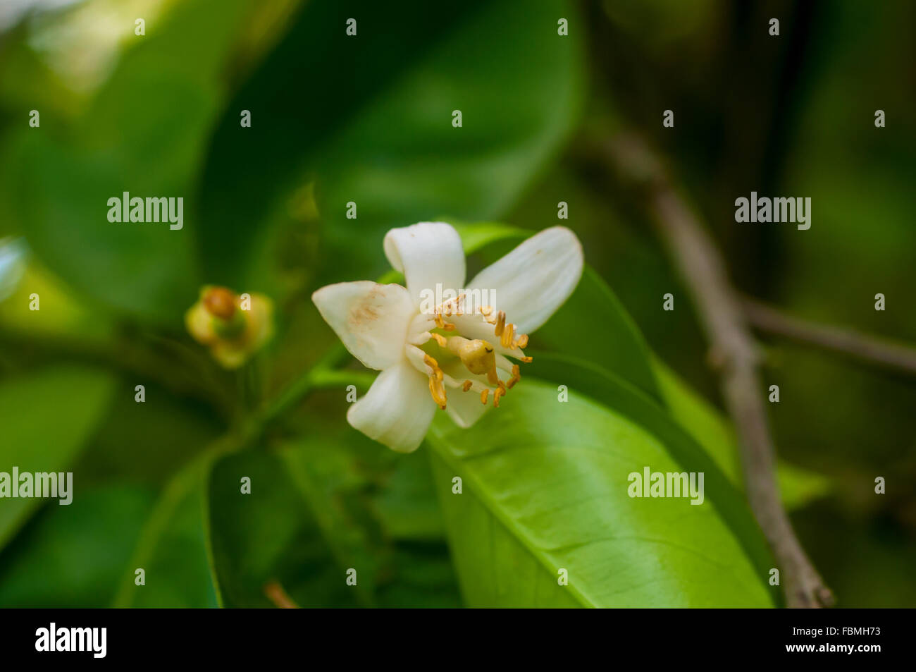 Orange tree flower hi-res stock photography and images - Alamy