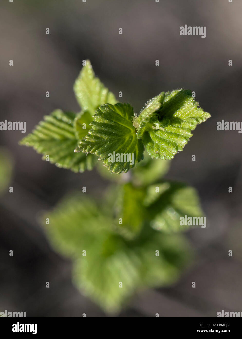 Young raspberry hi-res stock photography and images - Alamy