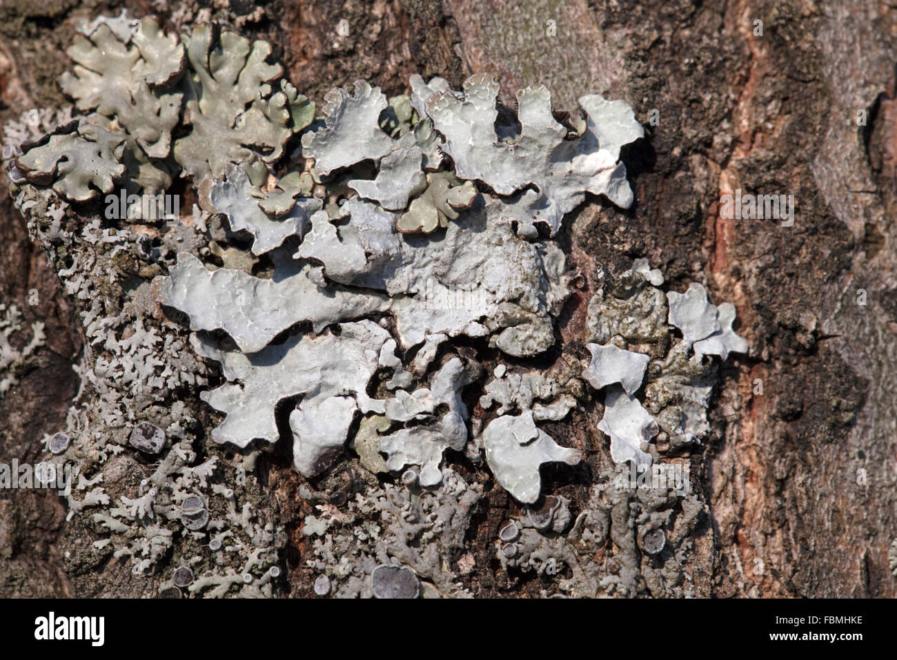 Gray lichen hi-res stock photography and images - Alamy