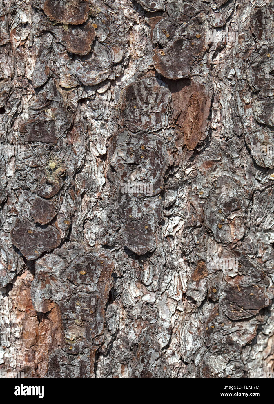 A pine trunk hi-res stock photography and images - Alamy