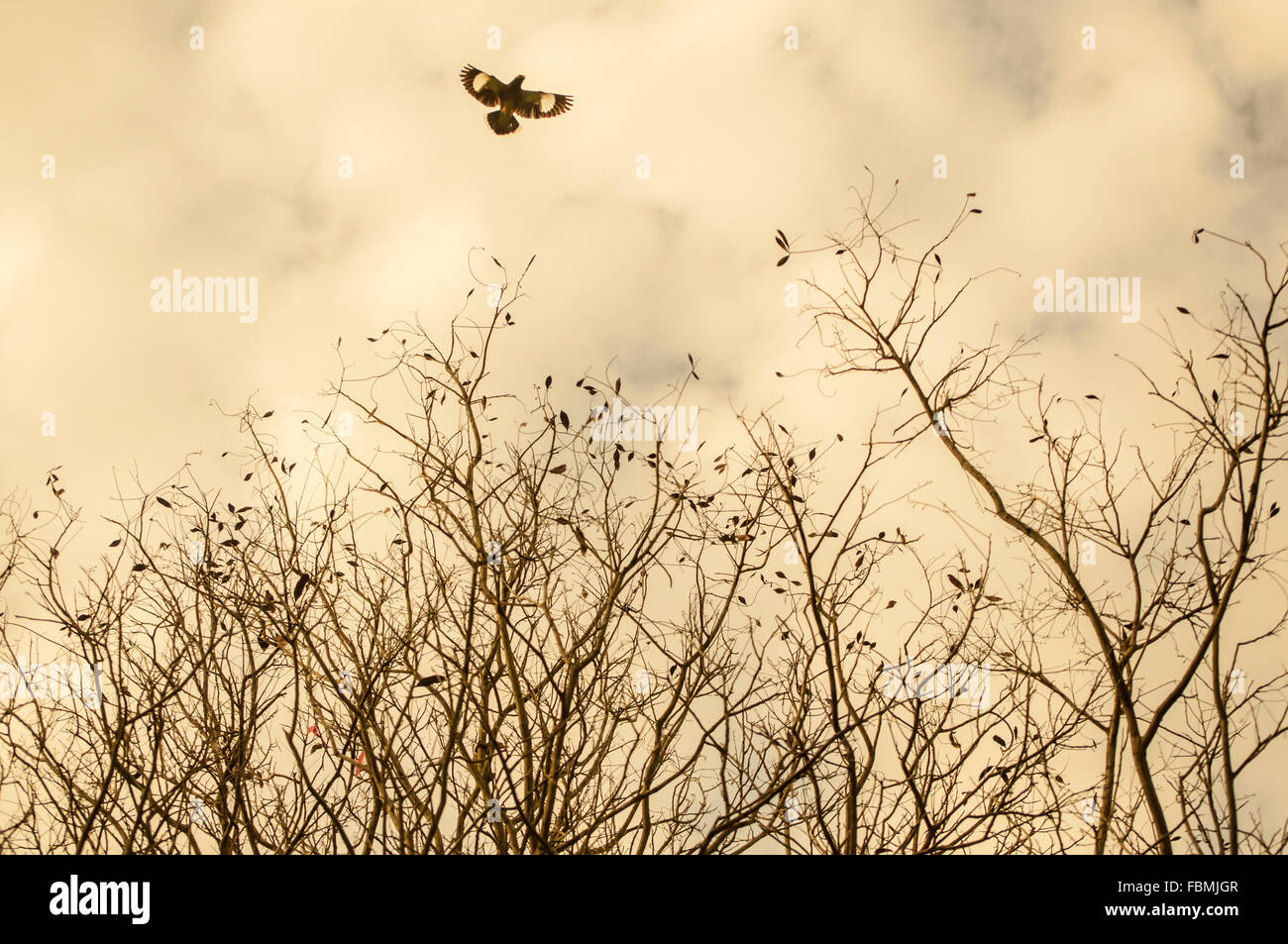 Bird as fauna hi-res stock photography and images - Alamy