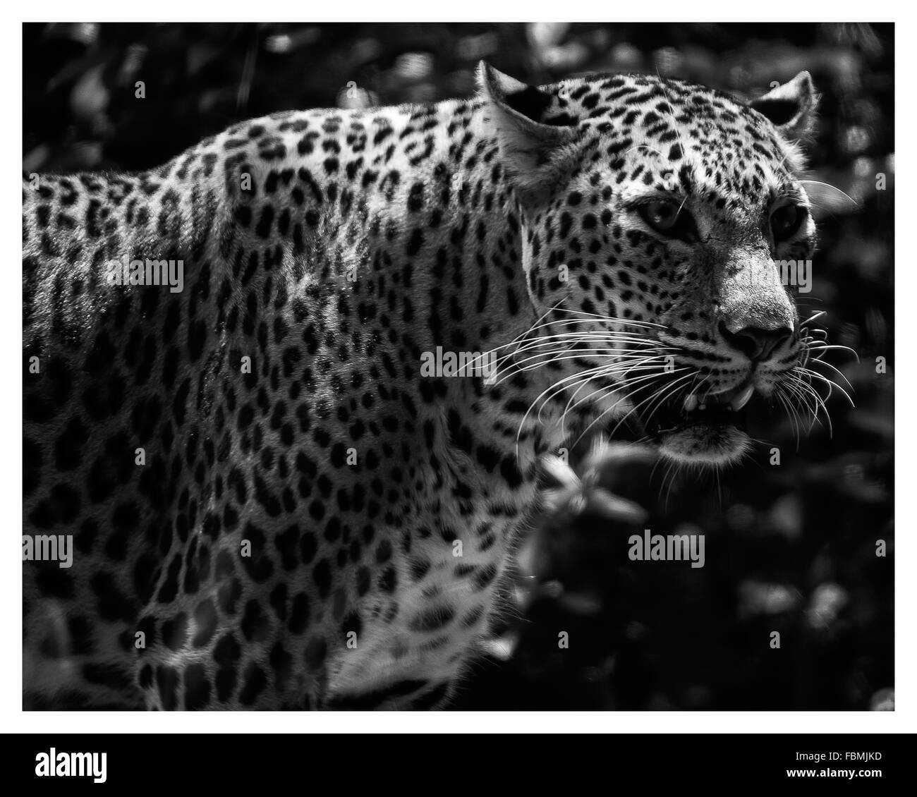 Side view leopard Cut Out Stock Images & Pictures - Alamy