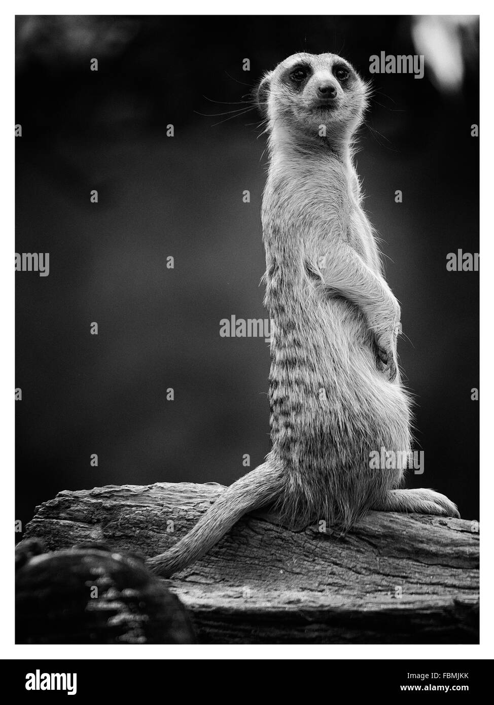 Meerkat side view Cut Out Stock Images & Pictures - Alamy
