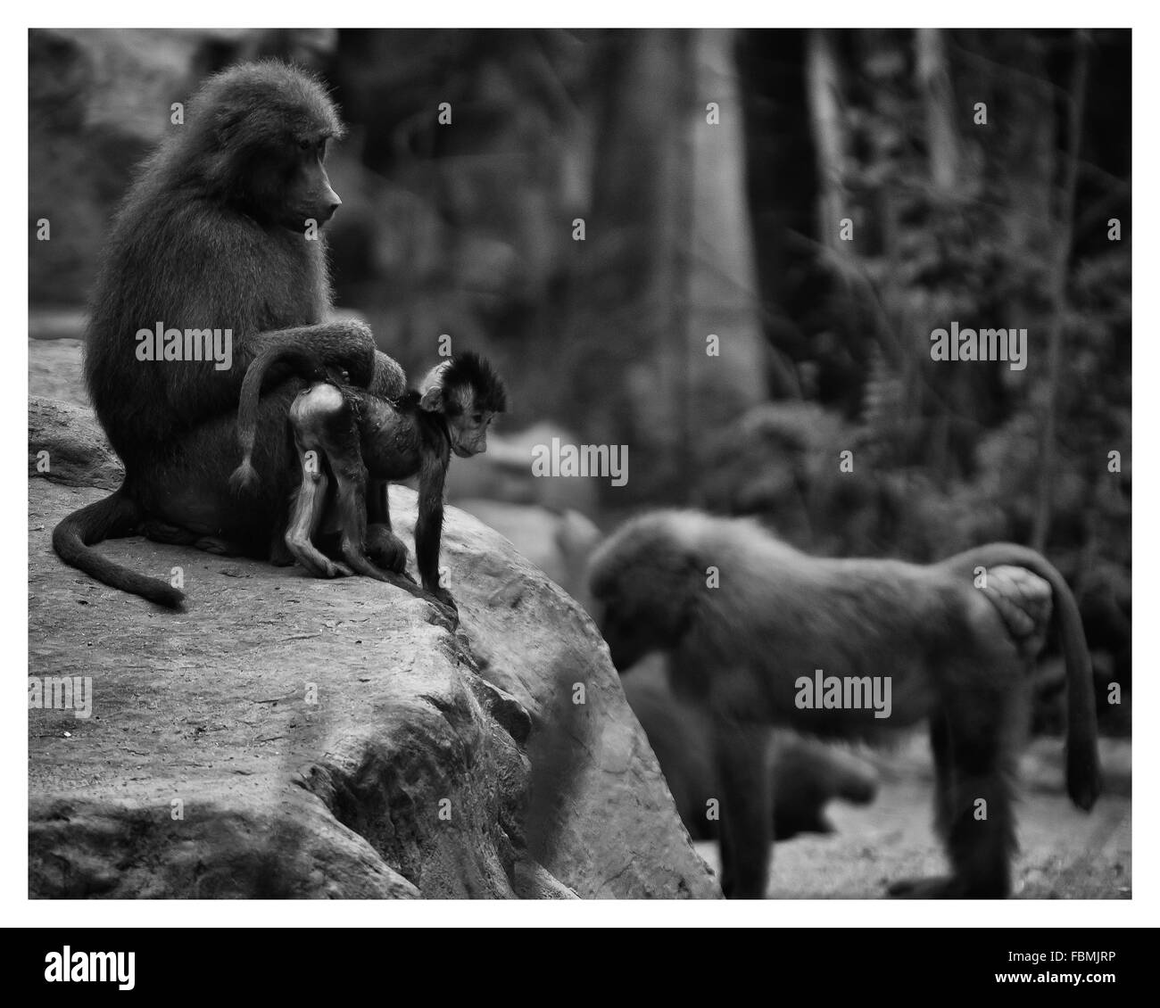 Monkey side view Black and White Stock Photos & Images - Alamy