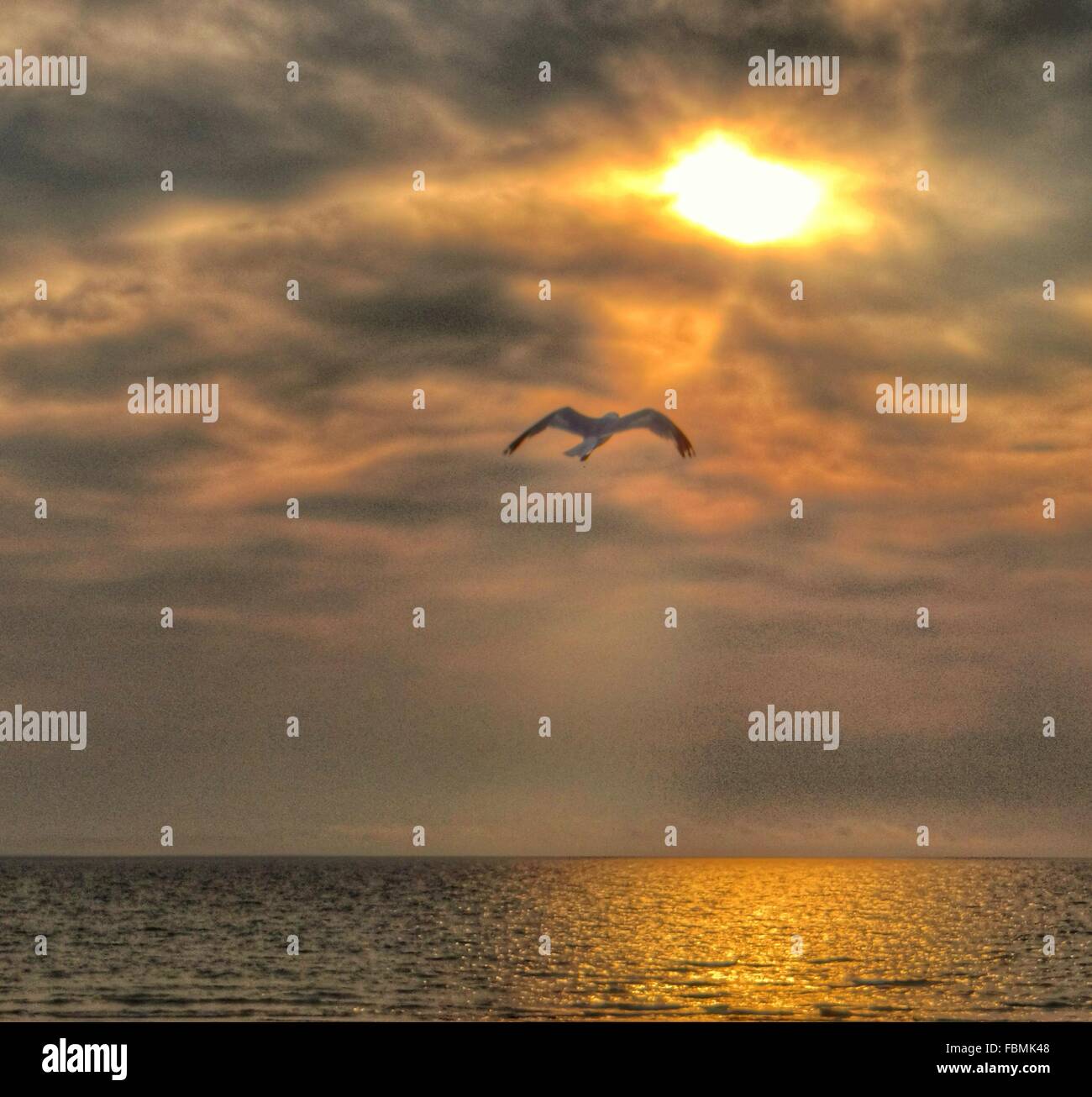 Habitat at dusk hi-res stock photography and images - Alamy