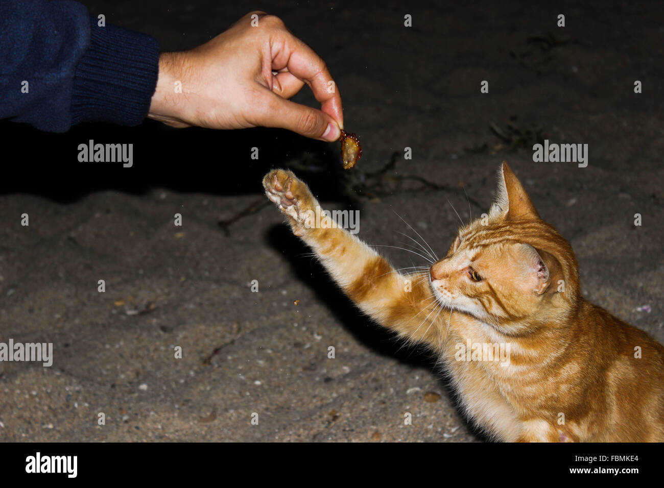 Close-Up Of Hand Feeding Cat Outdoors Stock Photo - Alamy