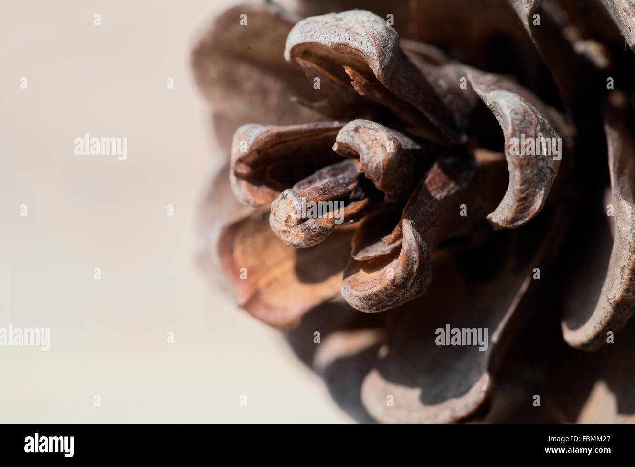 Cone texture hi-res stock photography and images - Alamy