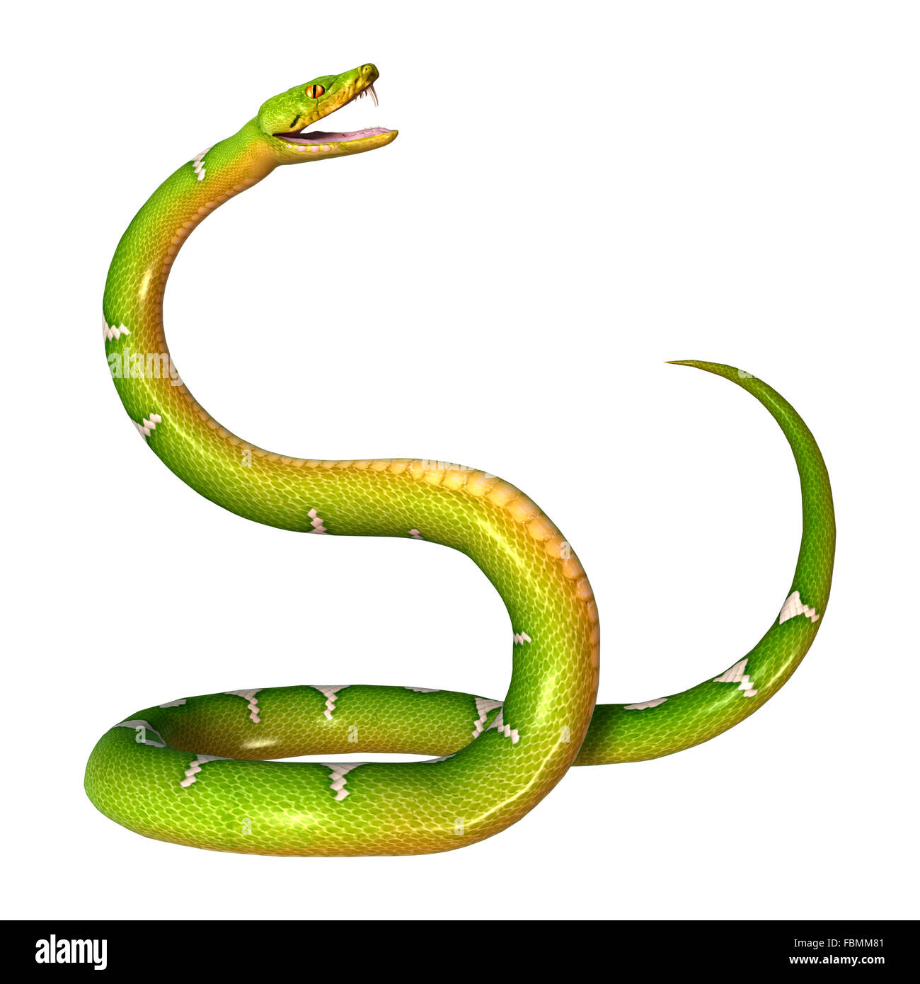 Morelia viridis, or green tree python, or herpetoculture hobby, chondro ...