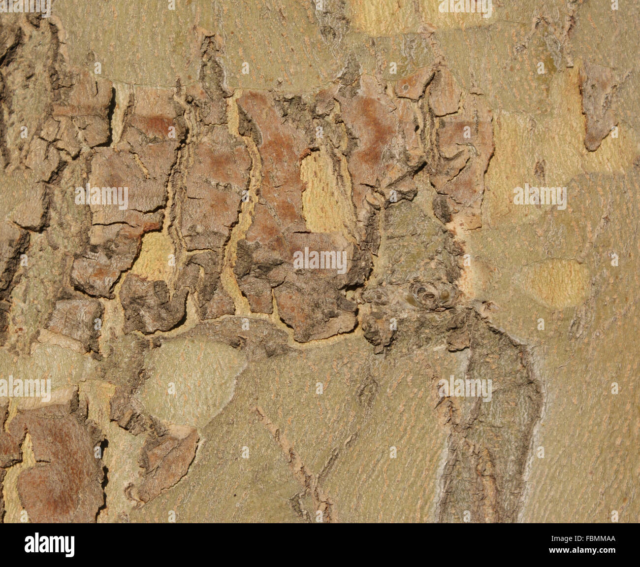 Plant characteristics hi-res stock photography and images - Alamy