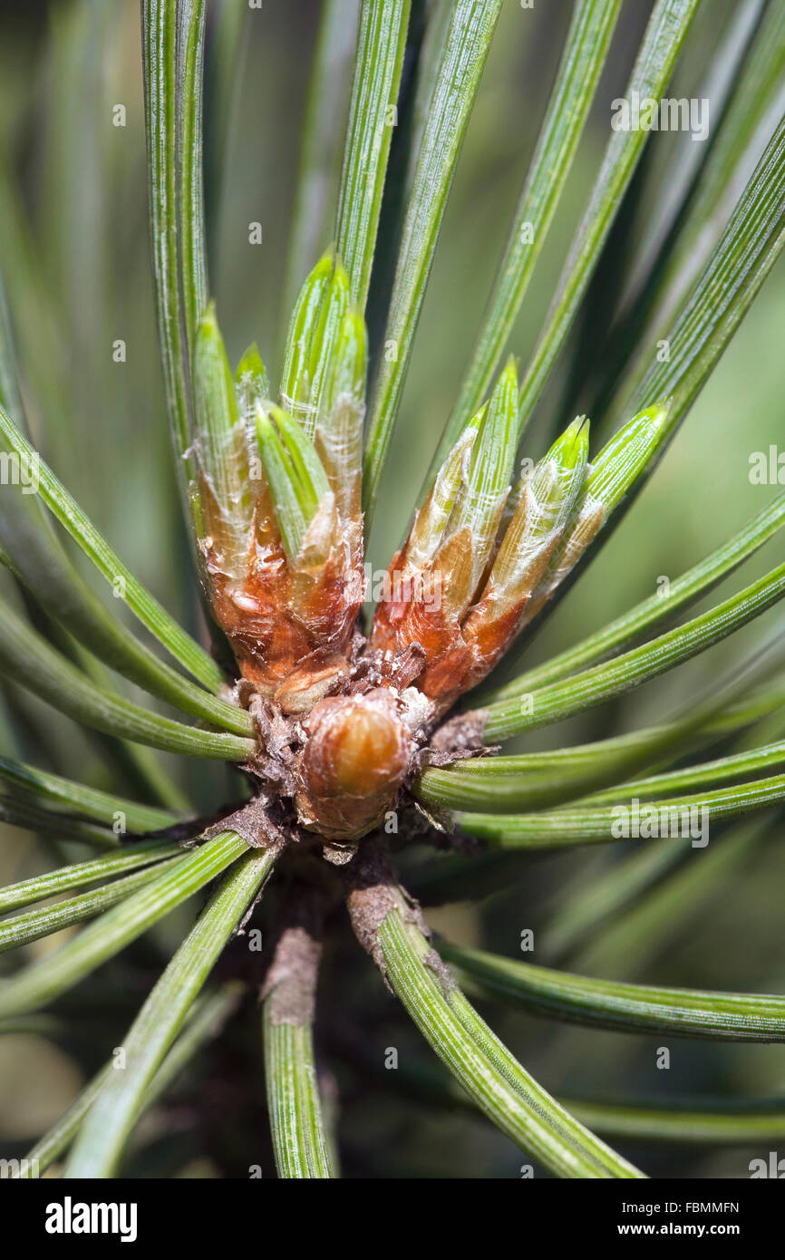 Needle bud hi-res stock photography and images - Alamy