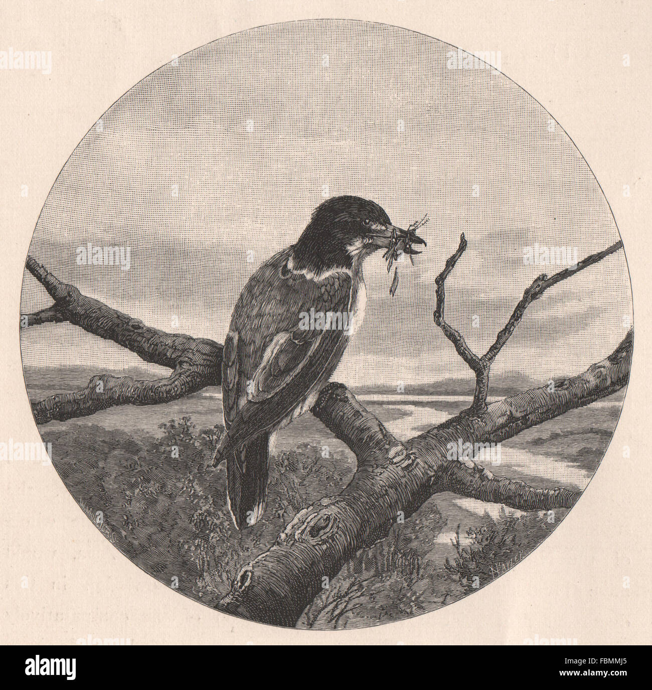 Butcher 19th century hi-res stock photography and images - Alamy