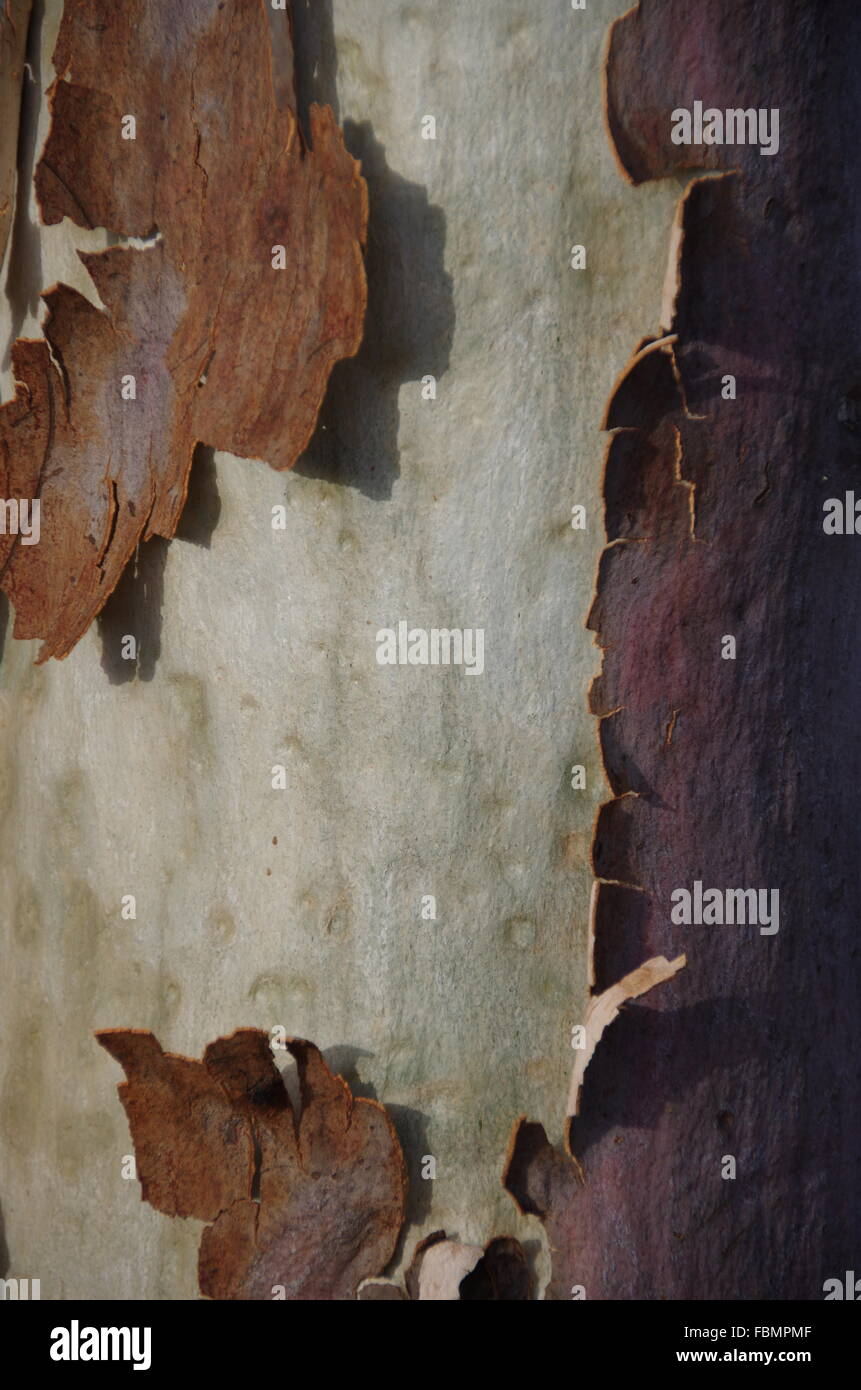 Bark peeling off trunk hi-res stock photography and images - Alamy