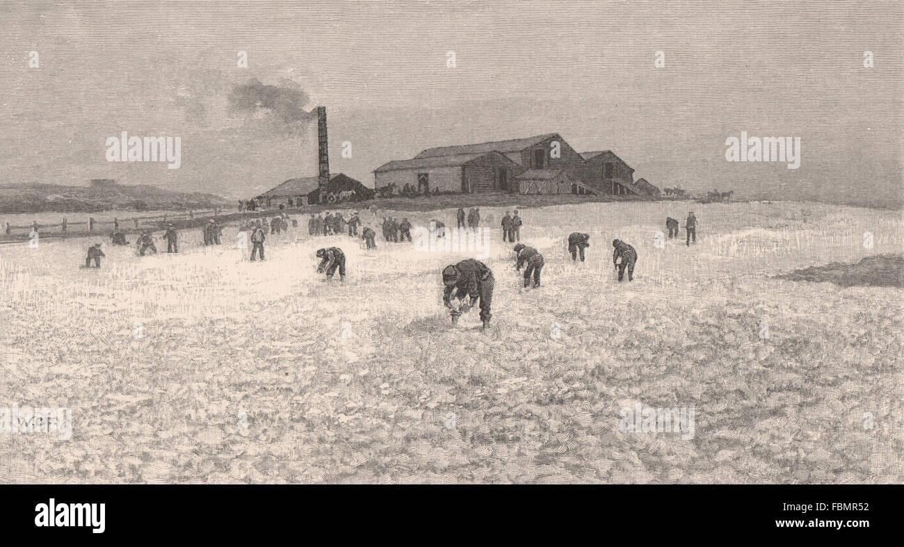 Agriculture or farming wool hi-res stock photography and images - Alamy