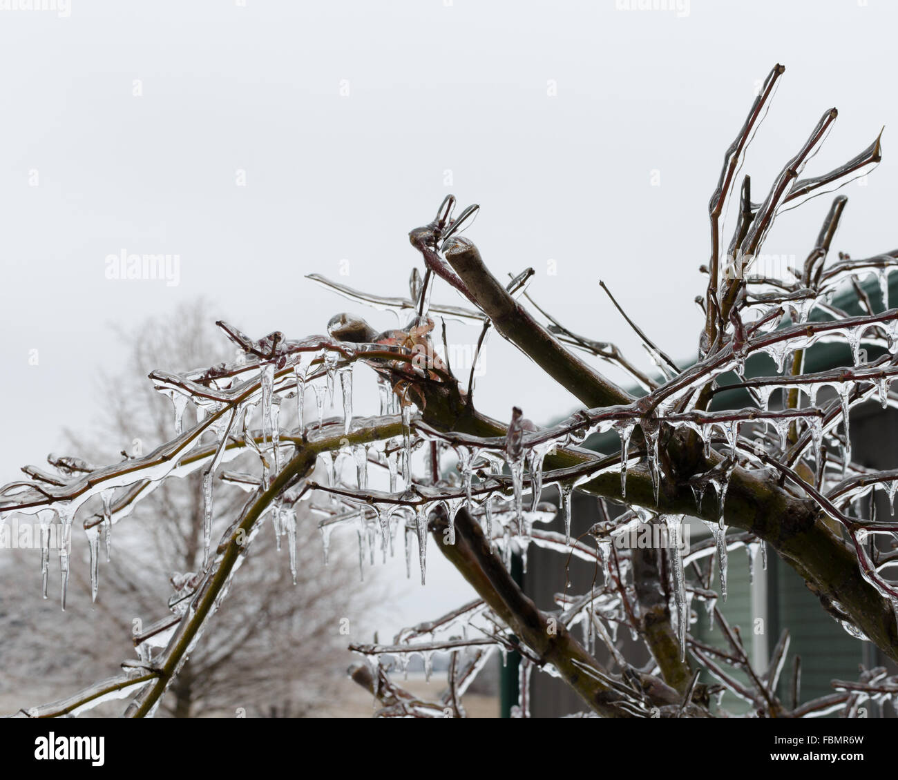 Ice and tree hi-res stock photography and images - Alamy