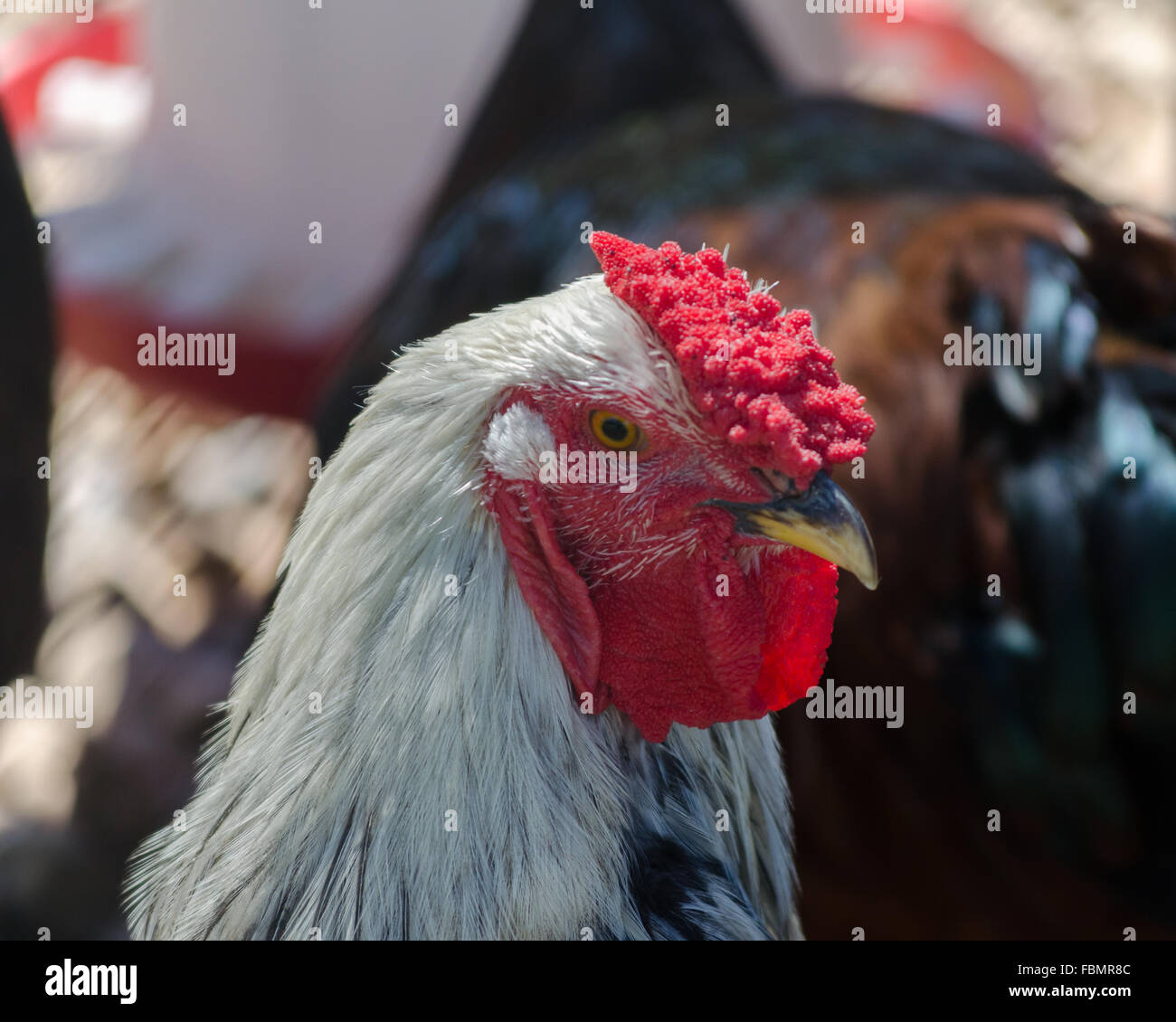 Red Shoulder Chicken Stock Photo - Alamy