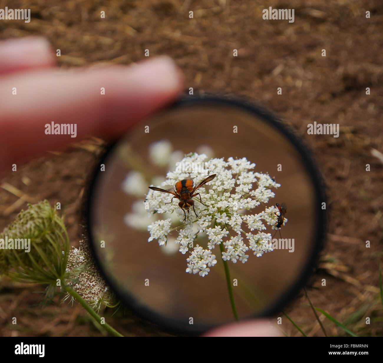 Magnifying glass insect hi-res stock photography and images - Alamy