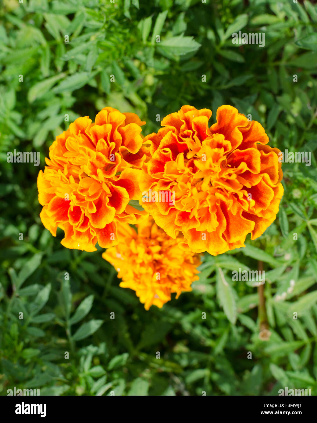 Carnation floral hi-res stock photography and images - Alamy
