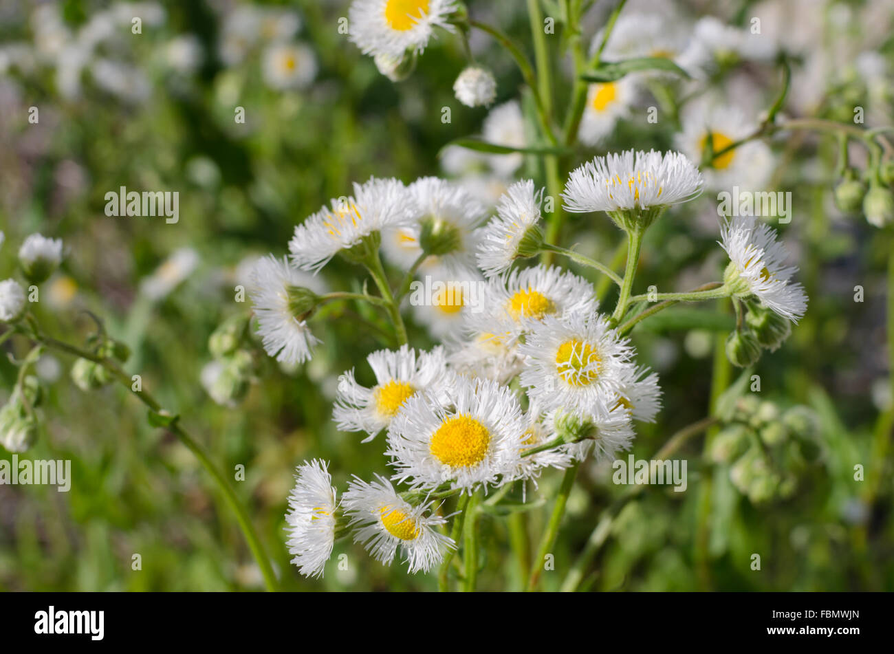 Small white daisy flowers hi-res stock photography and images - Alamy