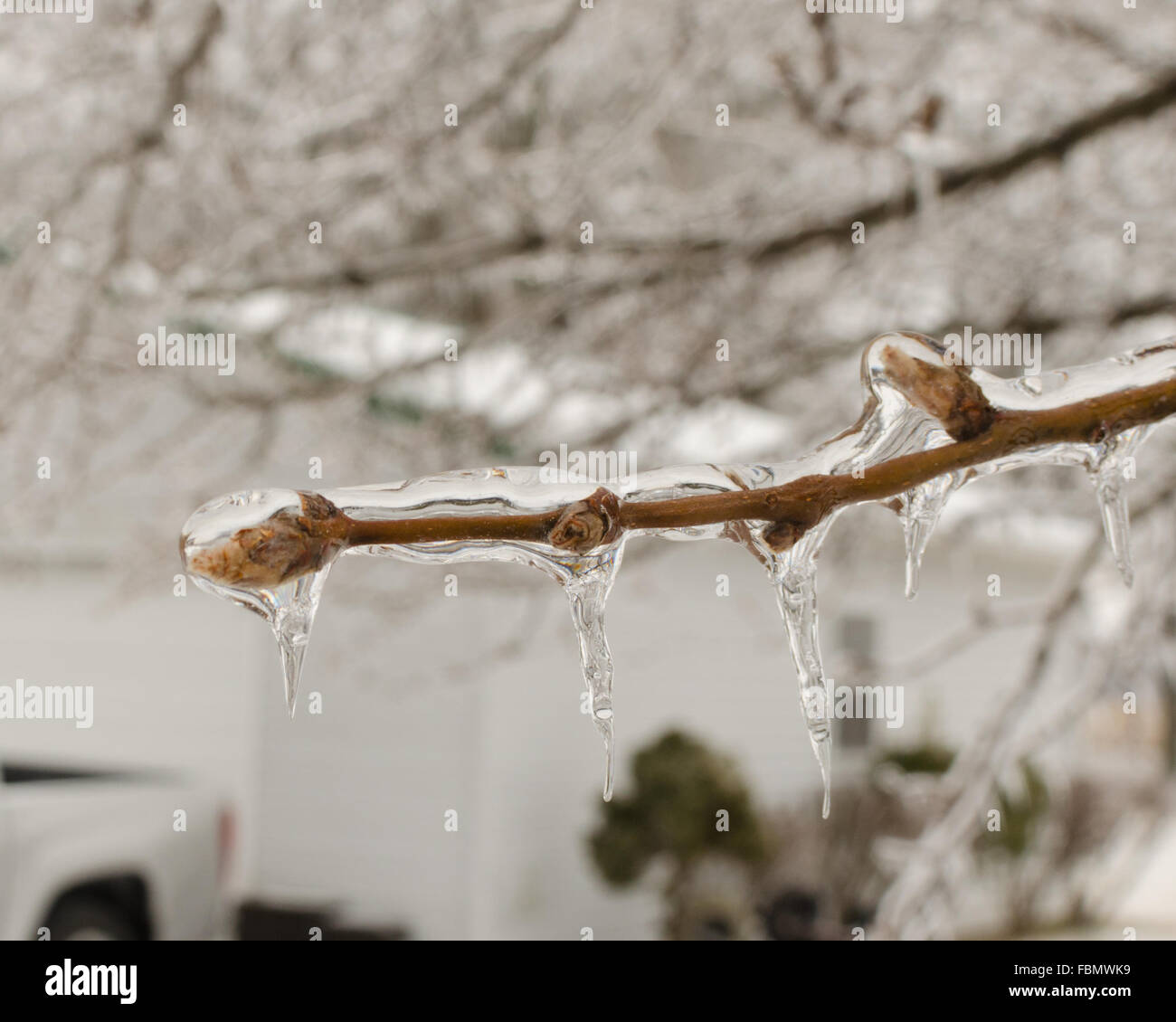 Frozen over Tree Branch Stock Photo - Alamy